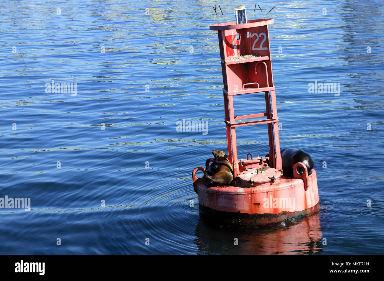 Algae ocean floating hi-res stock photography and images - Alamy