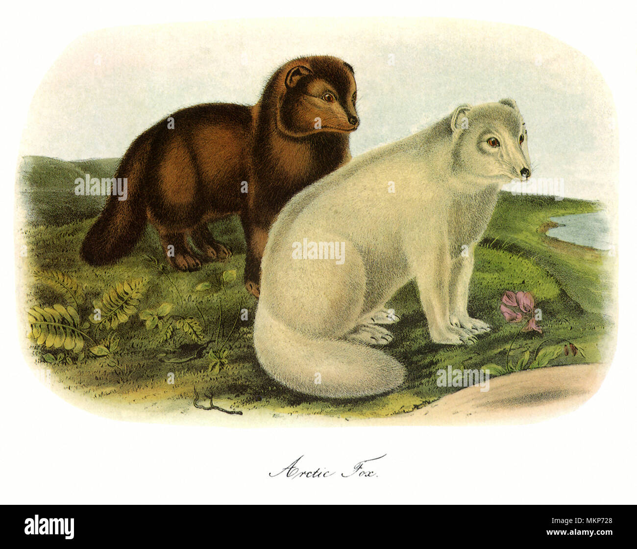 Arctic fox animal Cut Out Stock Images & Pictures - Alamy