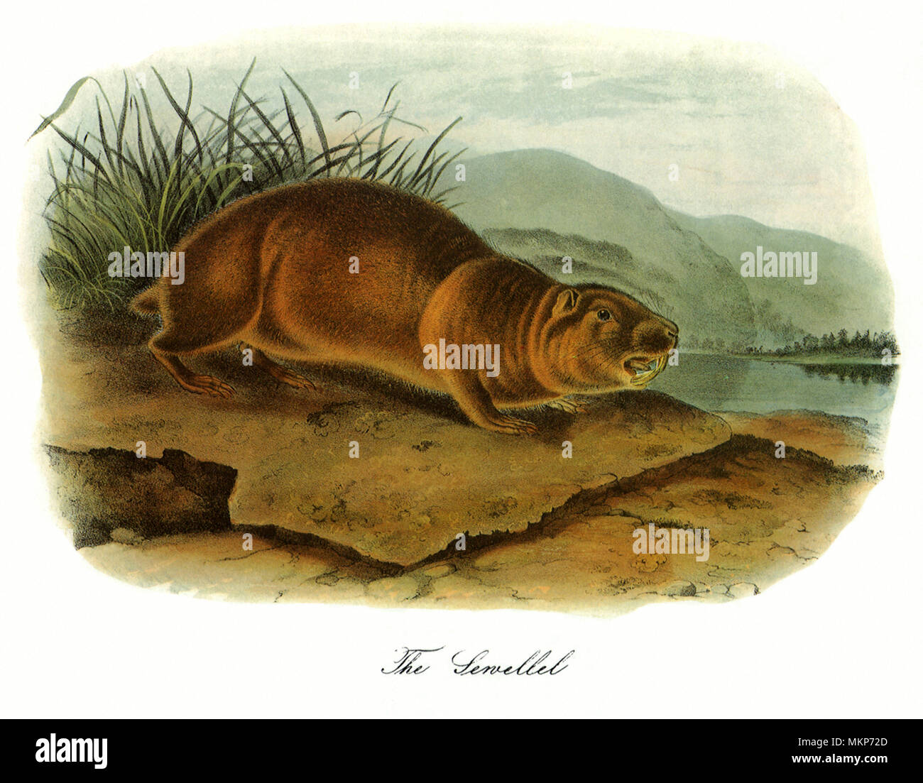 Sewellel hi-res stock photography and images - Alamy