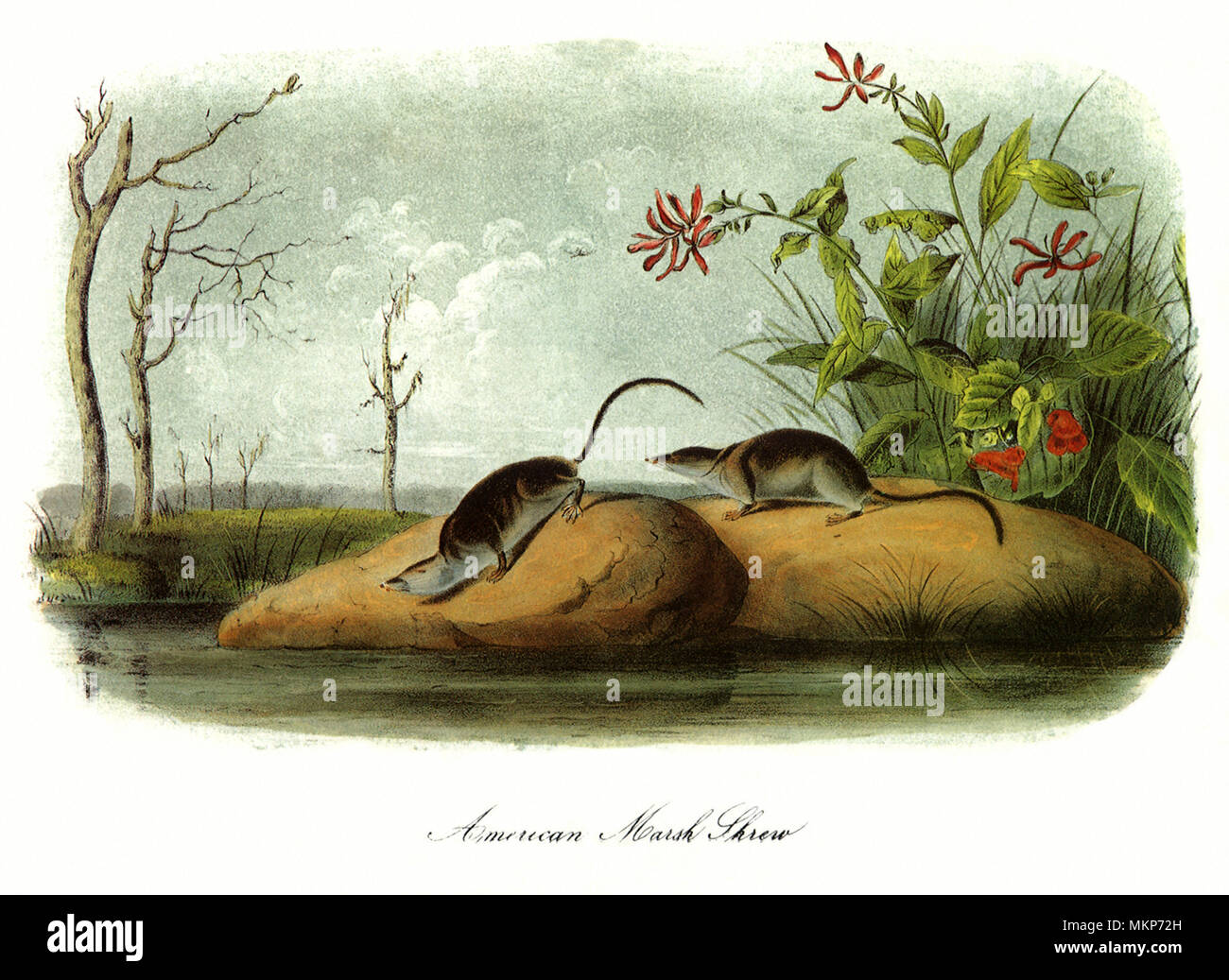 American marsh shrew hi-res stock photography and images - Alamy