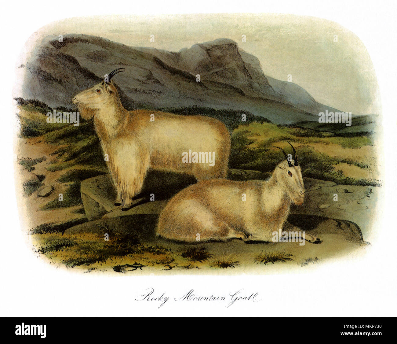 Rocky Mountain Goats Stock Photo - Alamy