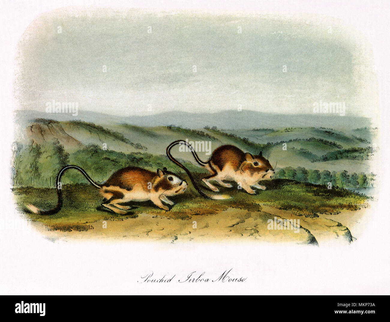 Pouched animals hi-res stock photography and images - Alamy