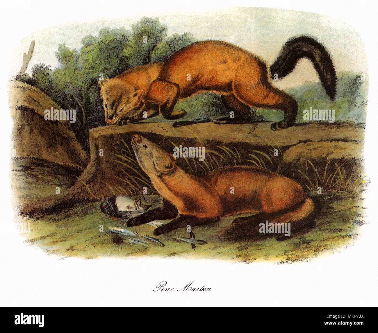 James marten hi-res stock photography and images - Alamy