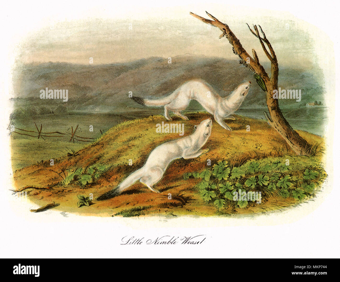 Two weasels hi-res stock photography and images - Alamy