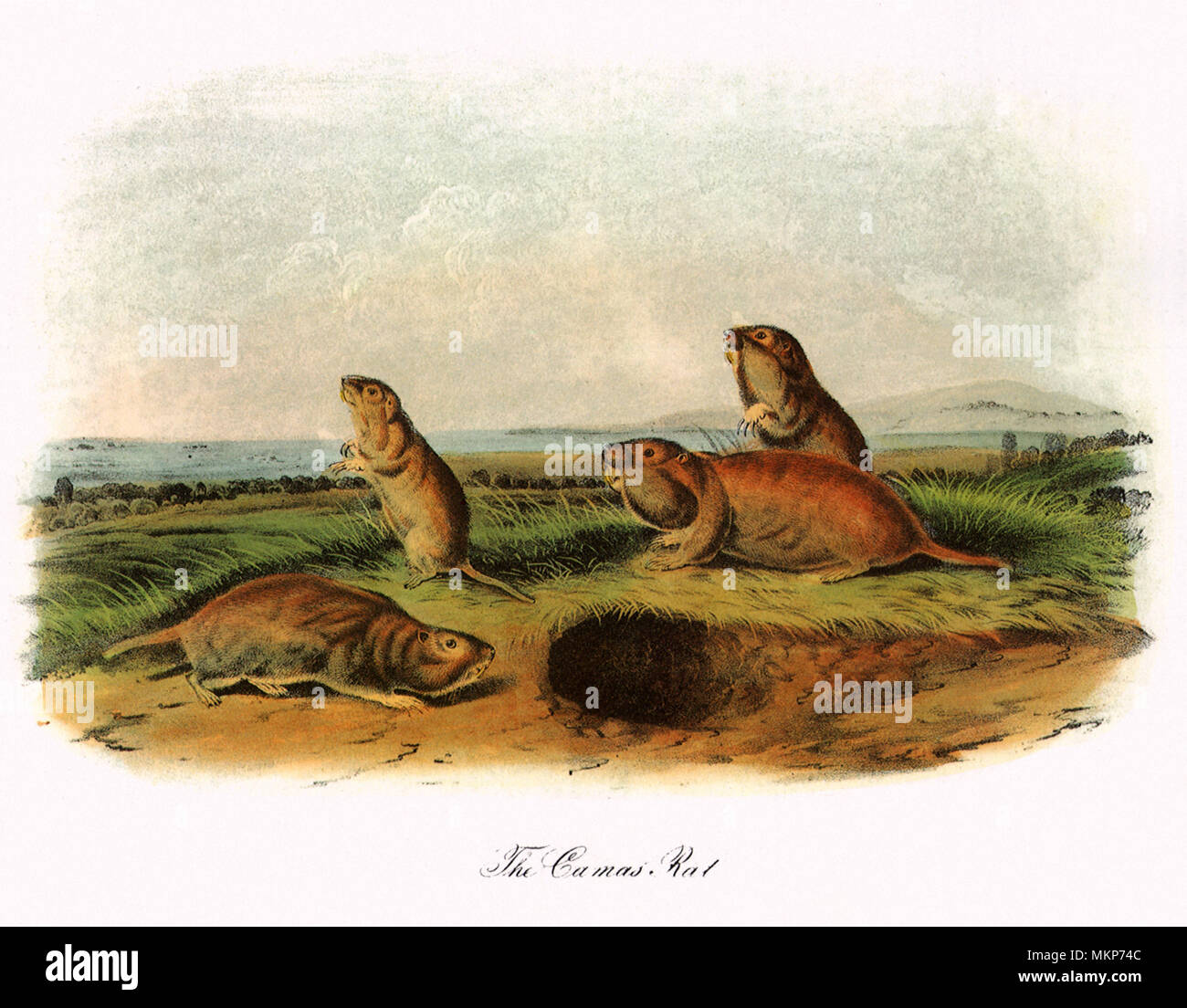 Four rats hi-res stock photography and images - Alamy