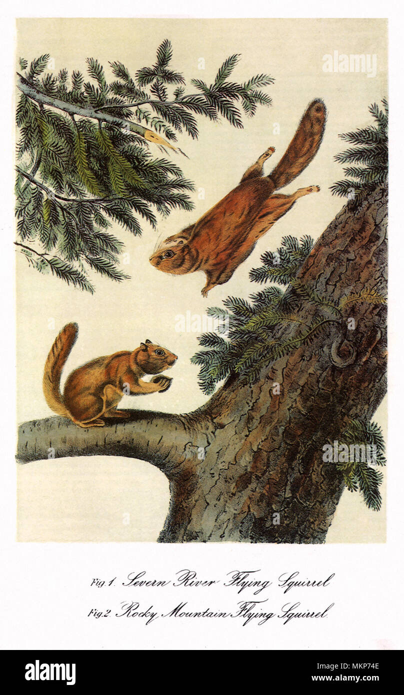 Rocky the flying squirrel hi-res stock photography and images - Alamy