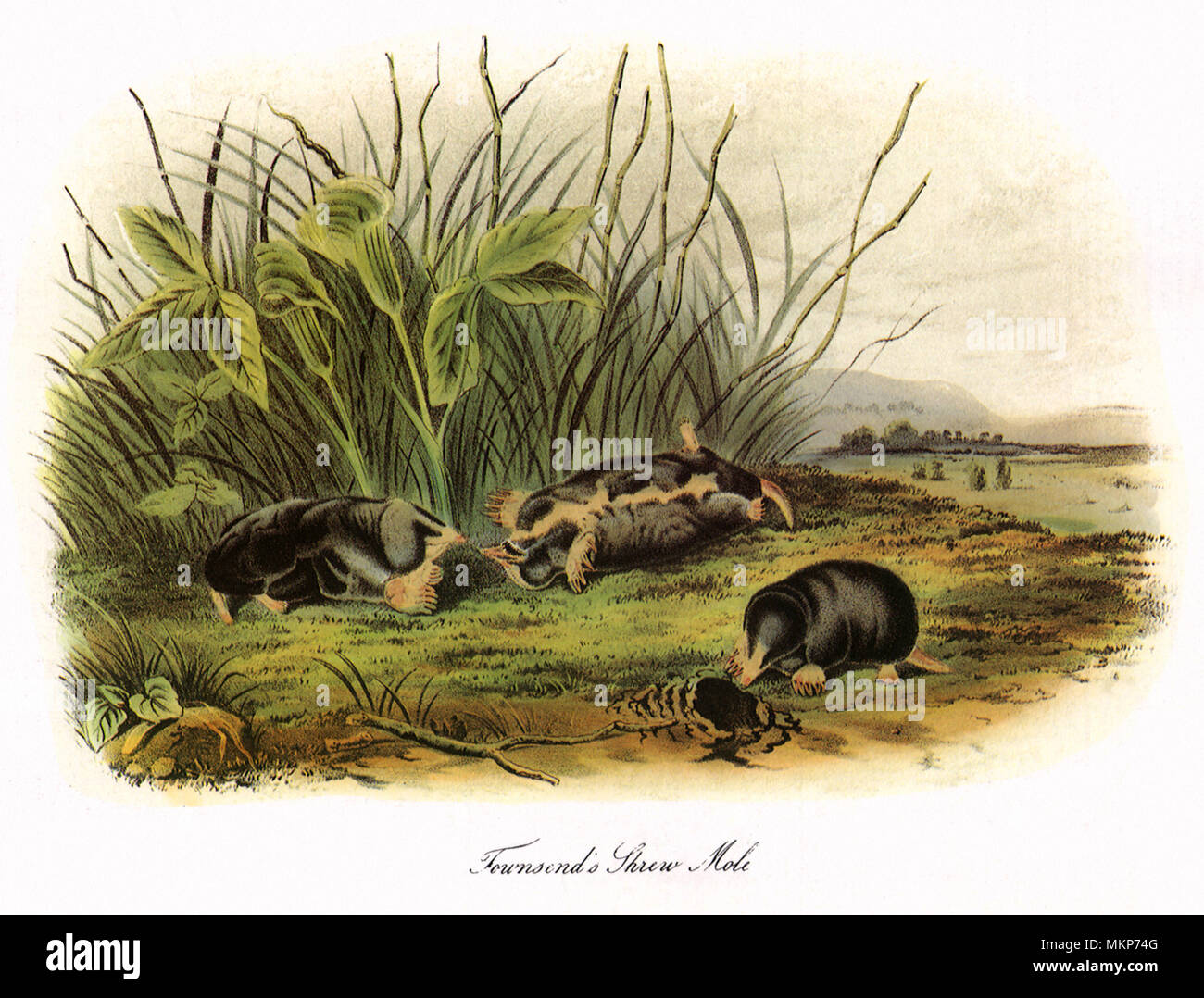 Townsends shrew mole hi-res stock photography and images - Alamy