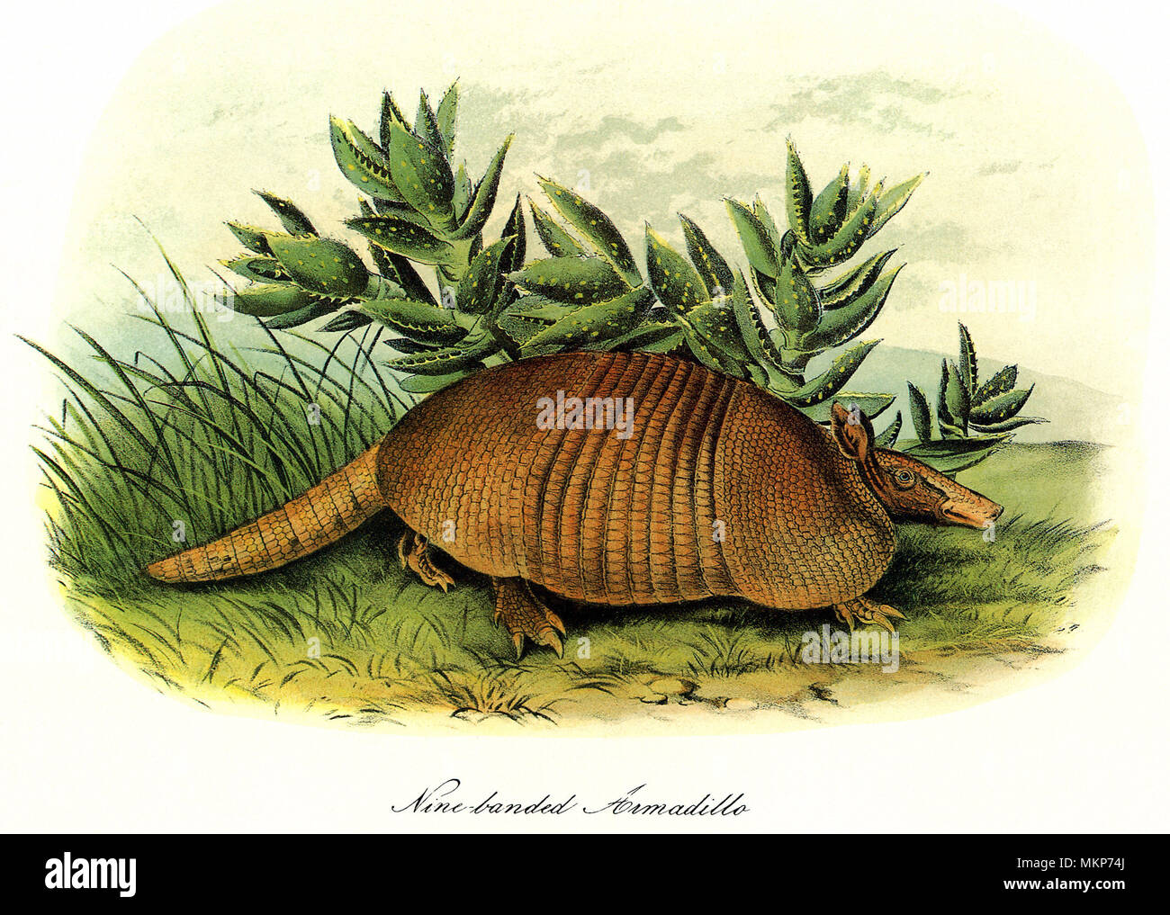 Nine banded armadillo illustration hi-res stock photography and images ...