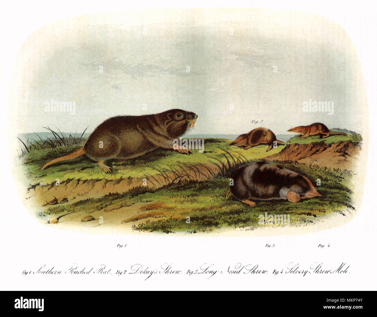 Moles animal Cut Out Stock Images & Pictures - Alamy