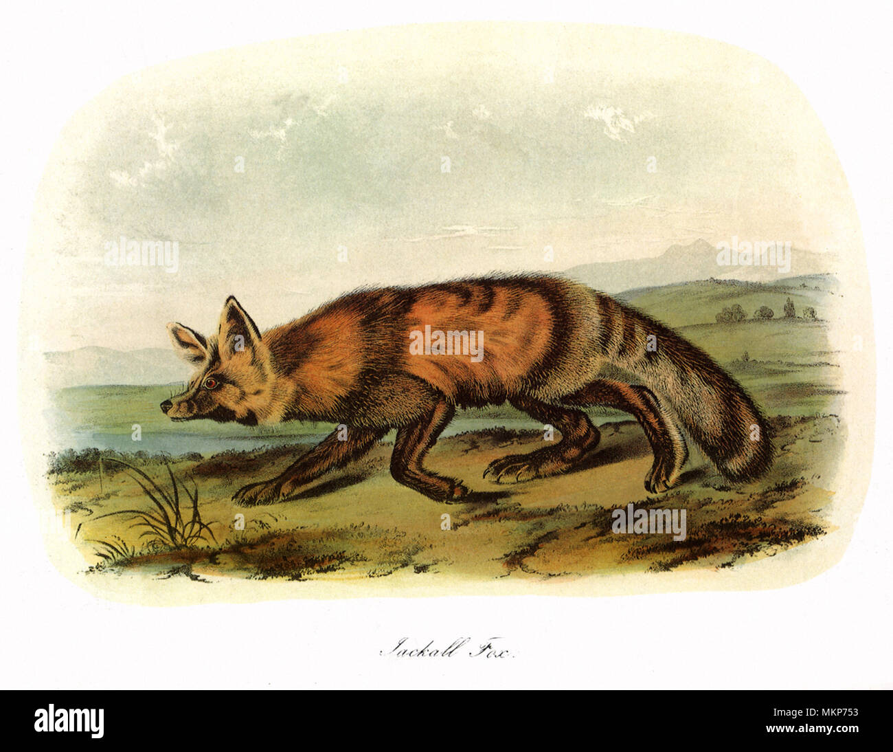 The jackall hi-res stock photography and images - Alamy