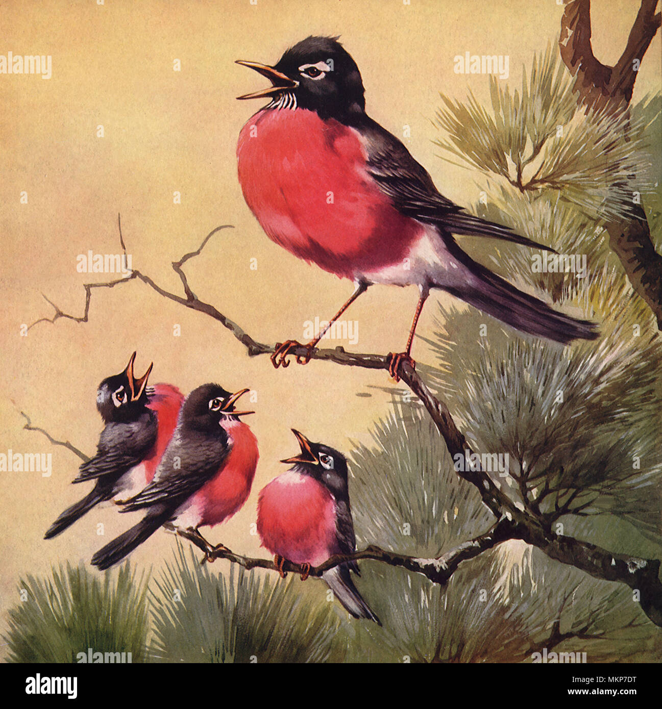 Chorus of birds hi-res stock photography and images - Alamy