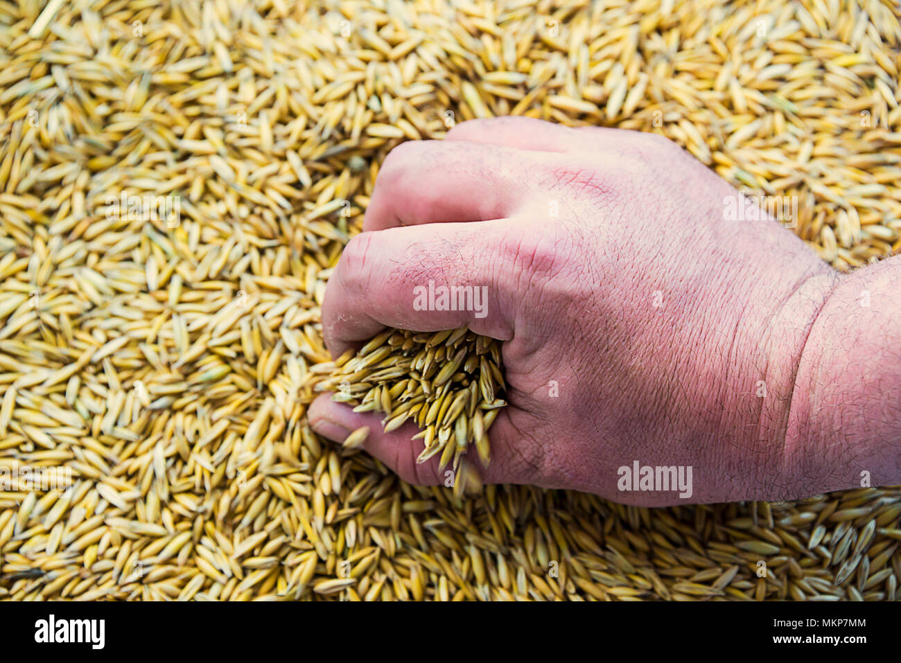 oats in hand, touch grain, wheat, rye, for spring sowing, healthy ...
