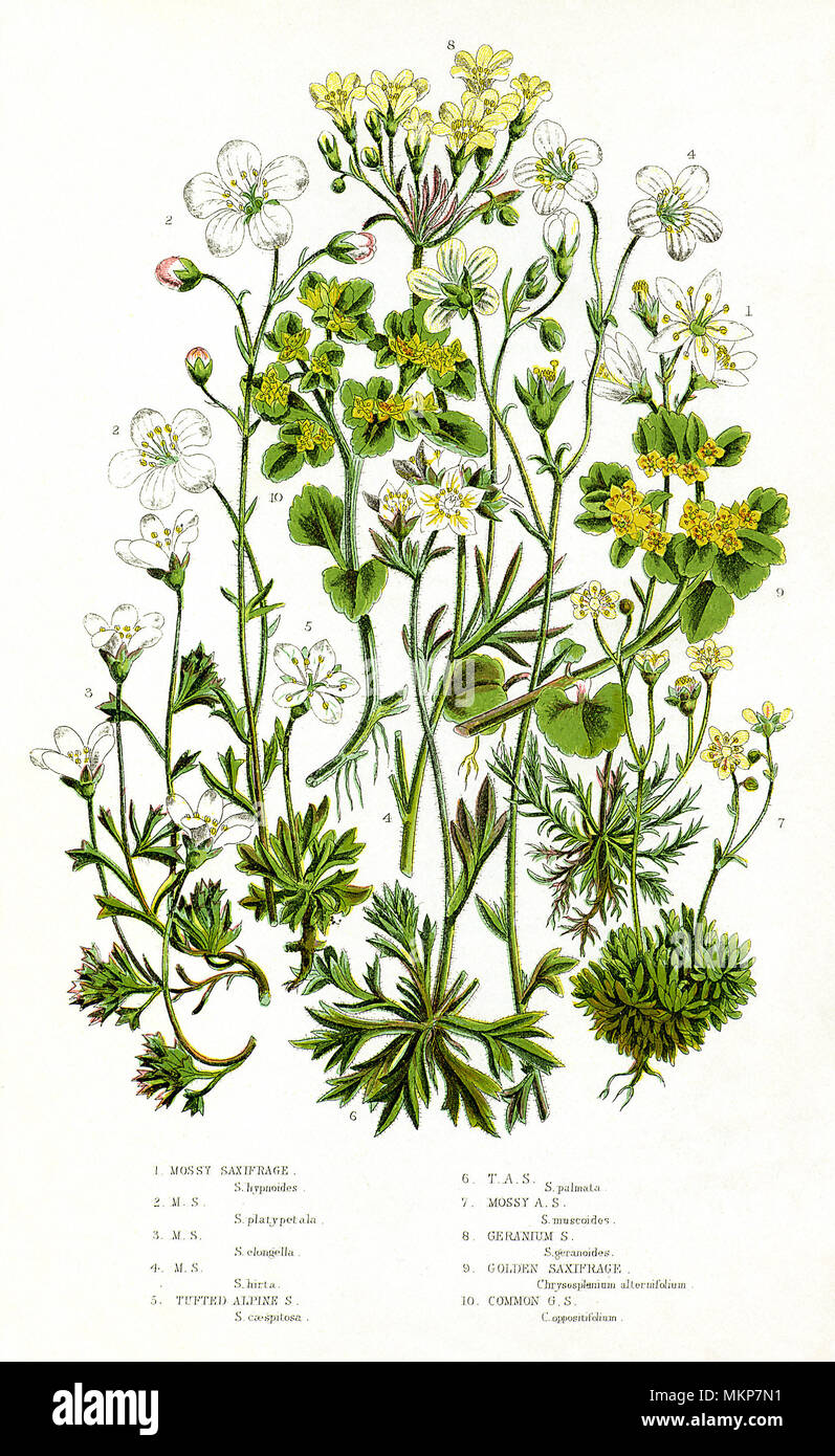 Assorted Varieties of Saxifrage Stock Photo - Alamy
