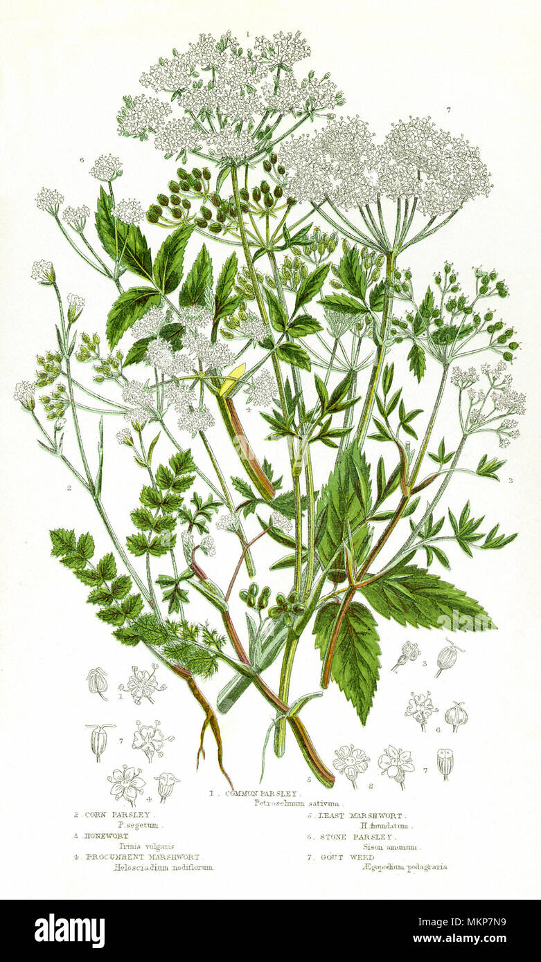 Umbelliferous plants hi-res stock photography and images - Alamy