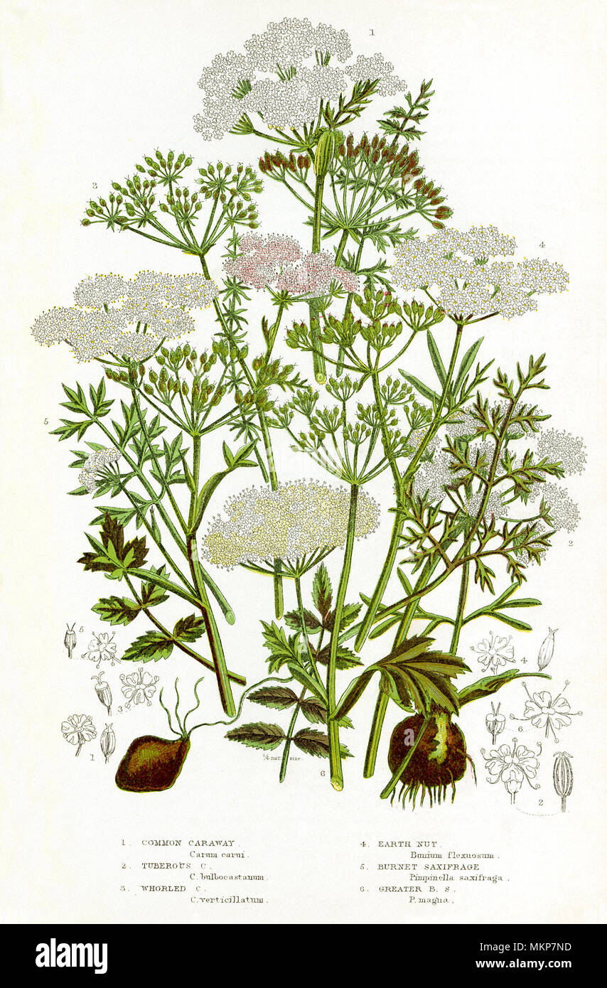 Umbelliferous herb hi-res stock photography and images - Alamy