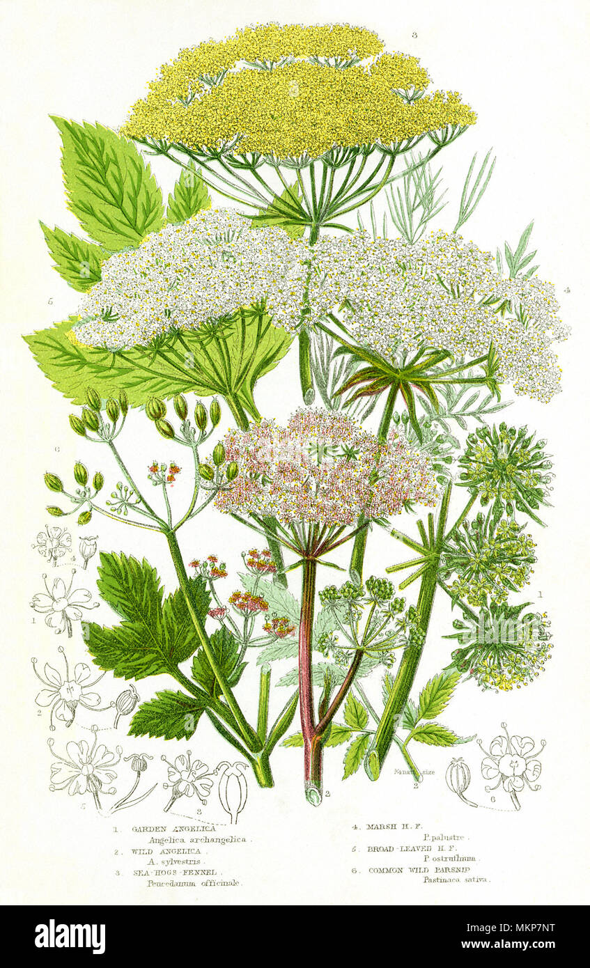 Umbelliferous plants hi-res stock photography and images - Alamy