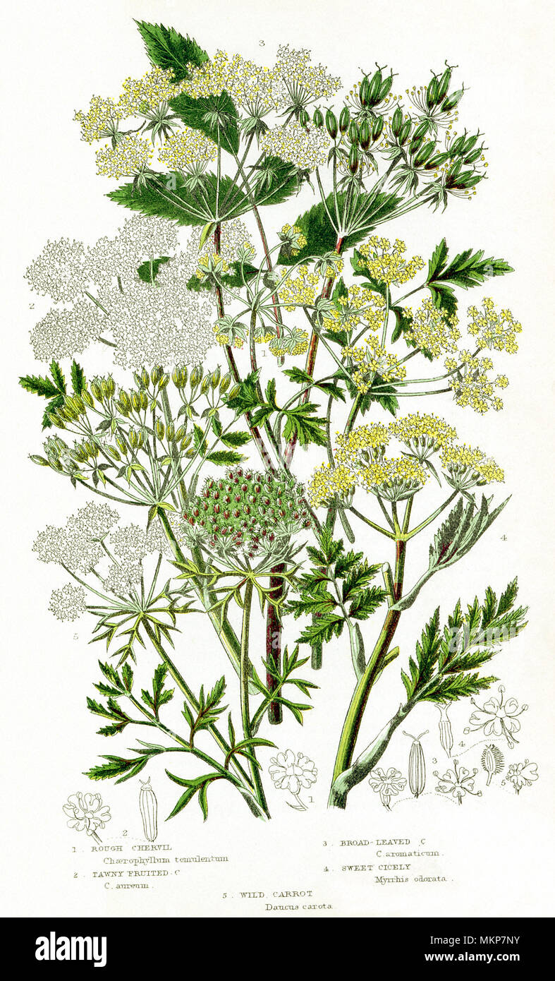 Umbelliferous herb hi-res stock photography and images - Alamy