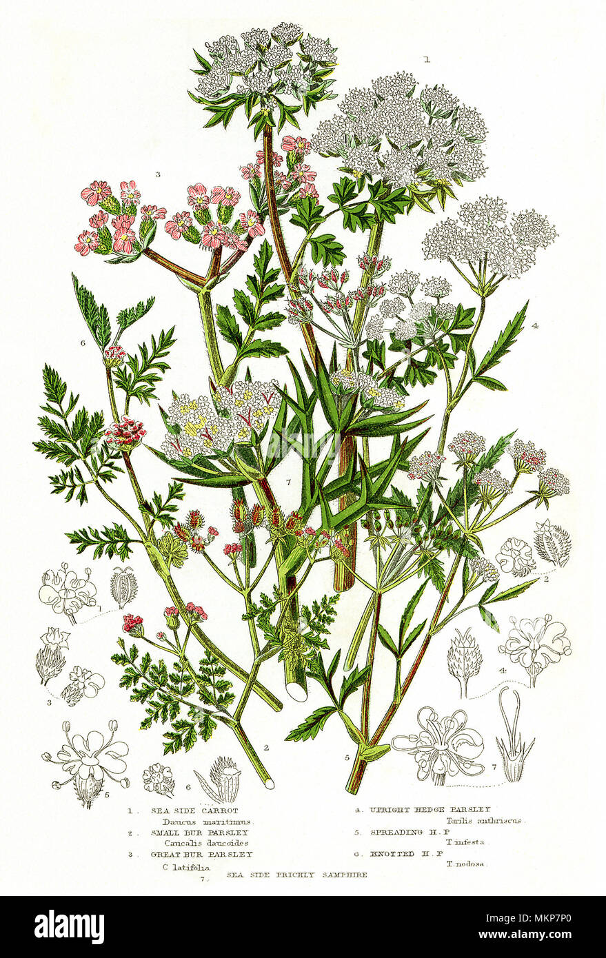 Assorted Umbelliferous Plants Stock Photo - Alamy