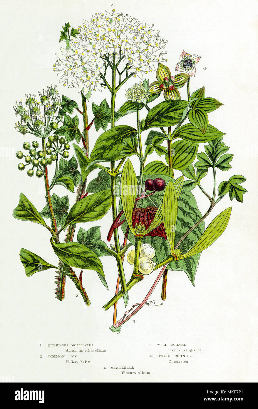 Plant Kingdom Science