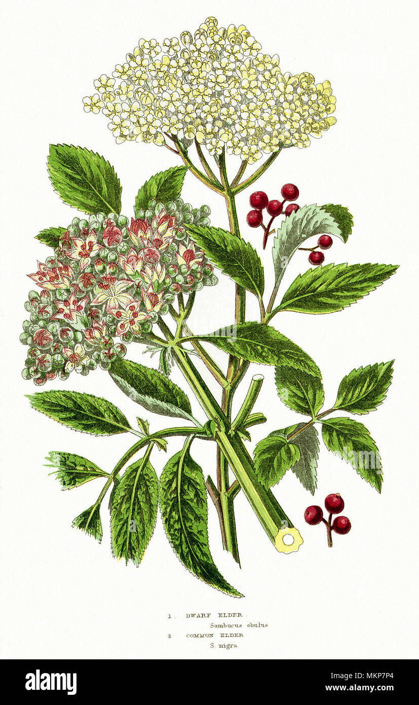 Dwarf Elder and Common Elder Stock Photo - Alamy