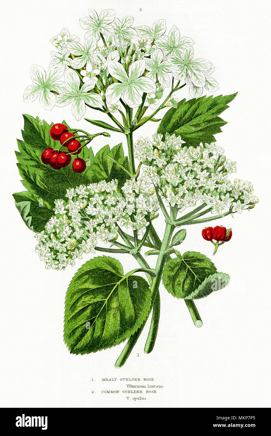 Guelder Roses High Resolution Stock Photography and Images - Alamy