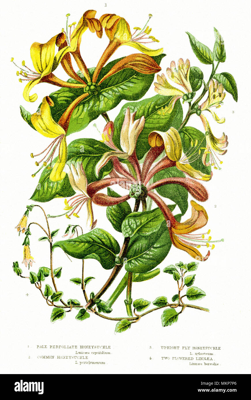 Upright varieties hi-res stock photography and images - Alamy