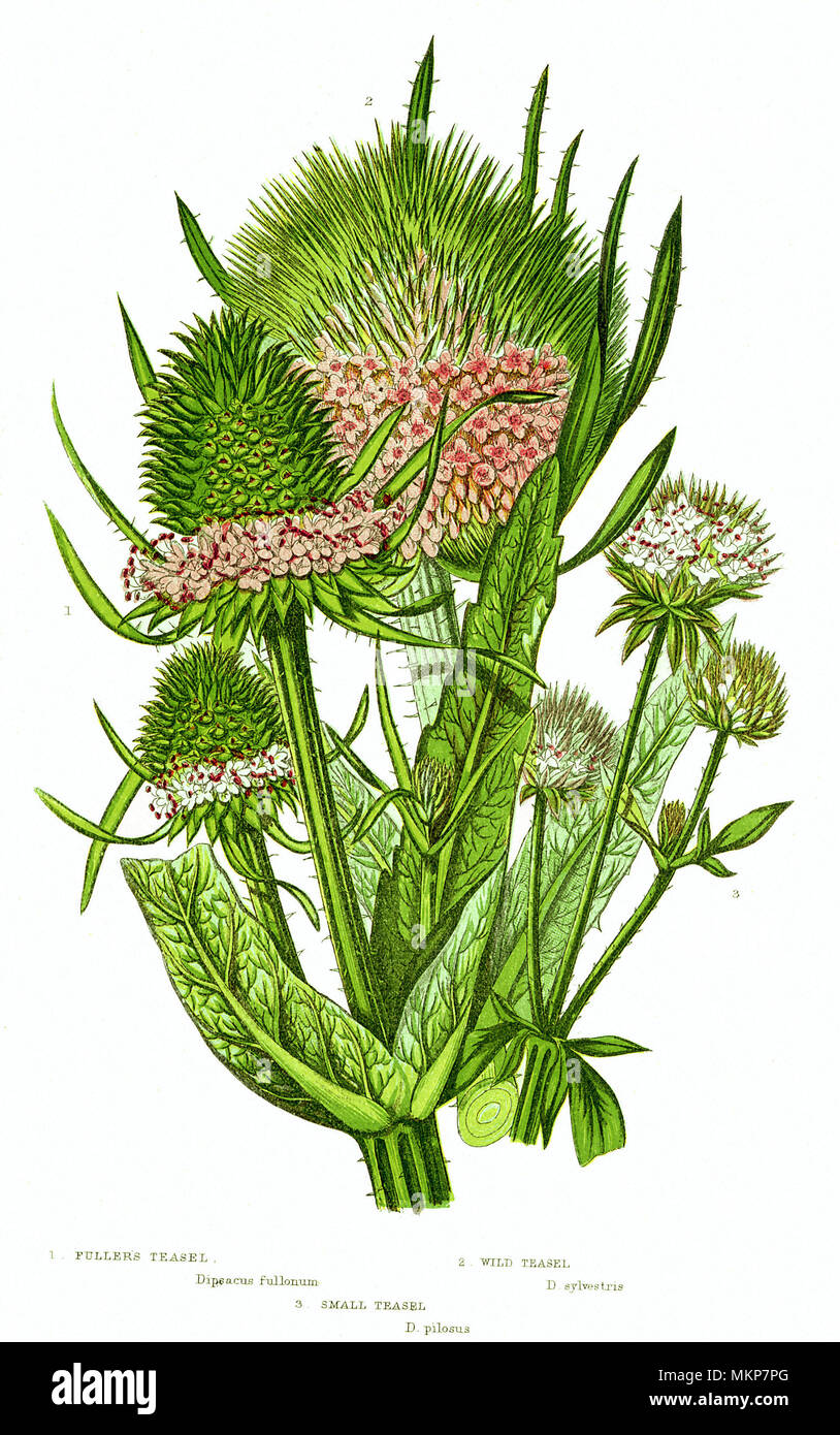 Wild teasel leaves hi-res stock photography and images - Alamy