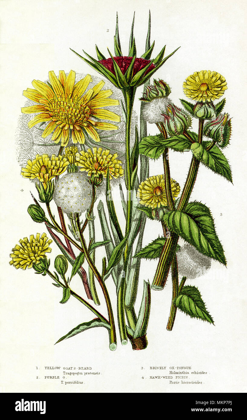 Assorted Compound Flowers Stock Photo - Alamy