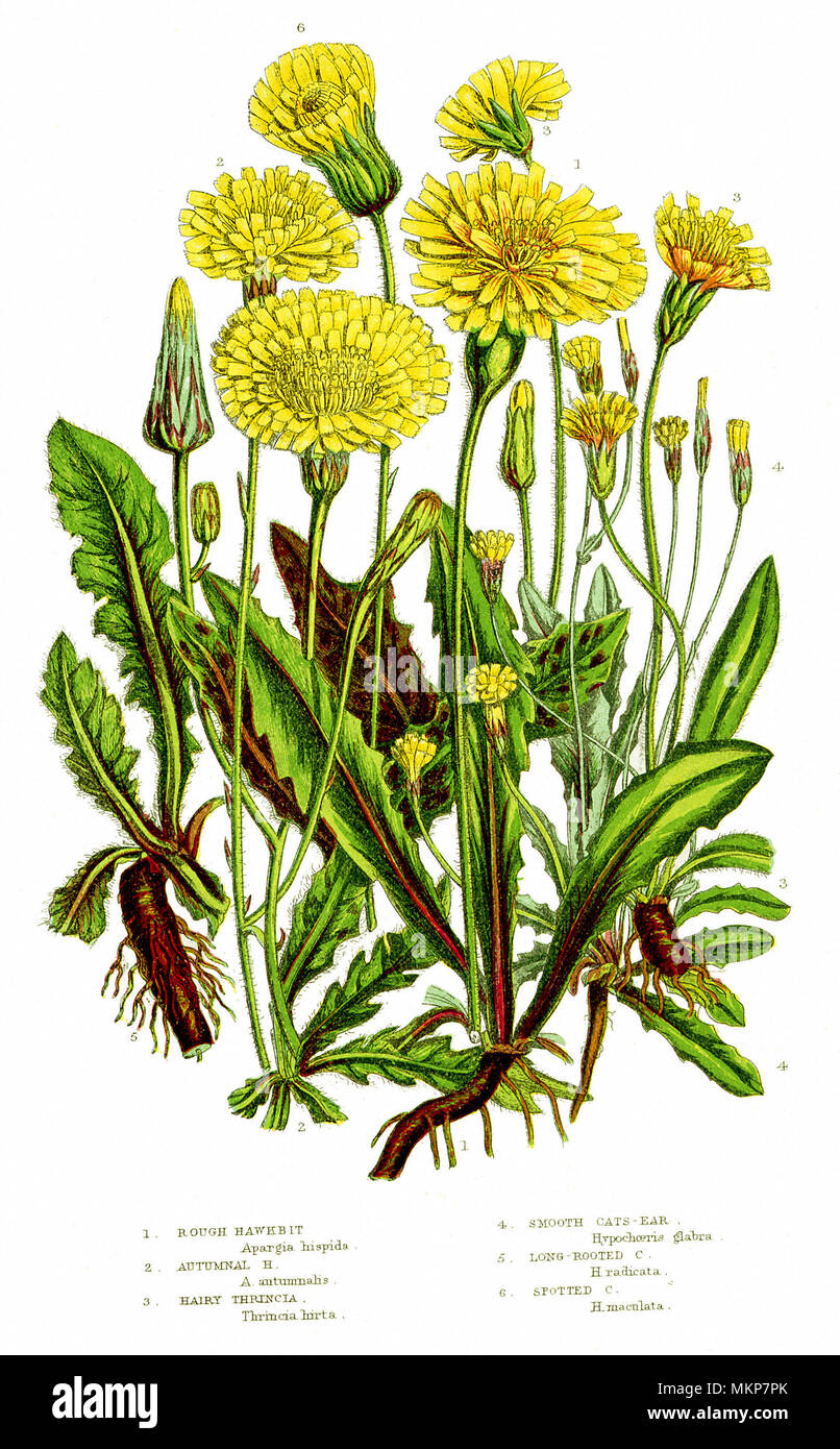 Assorted Compound Flowers Stock Photo - Alamy