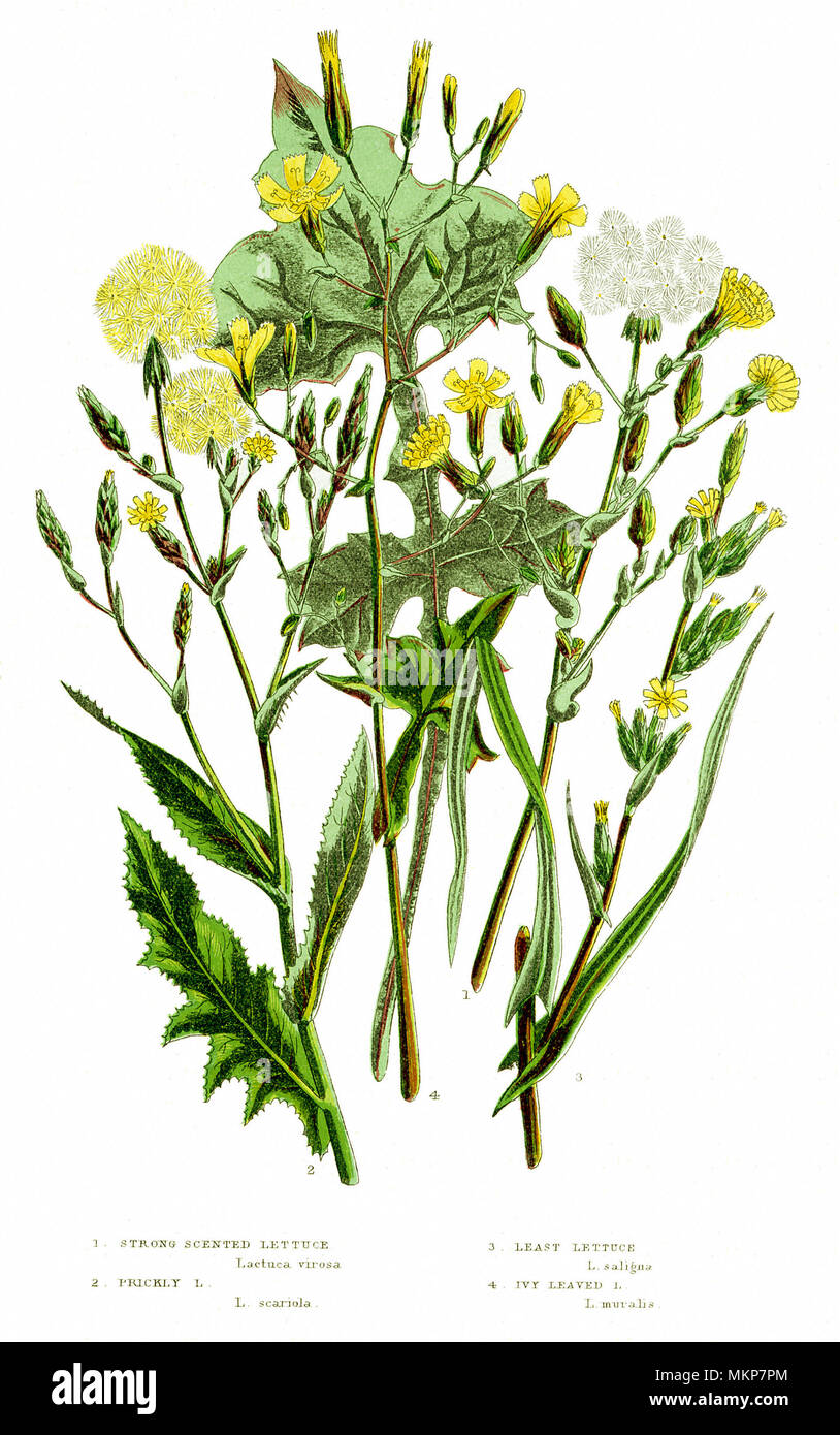 Assorted Compound Flowers Stock Photo - Alamy