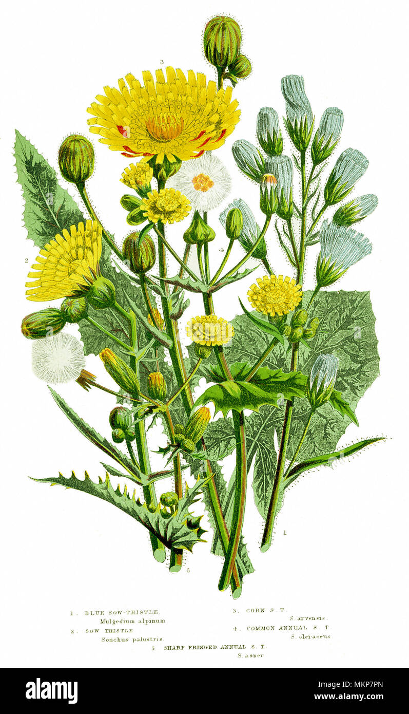 Plants annual flowers Cut Out Stock Images & Pictures - Alamy