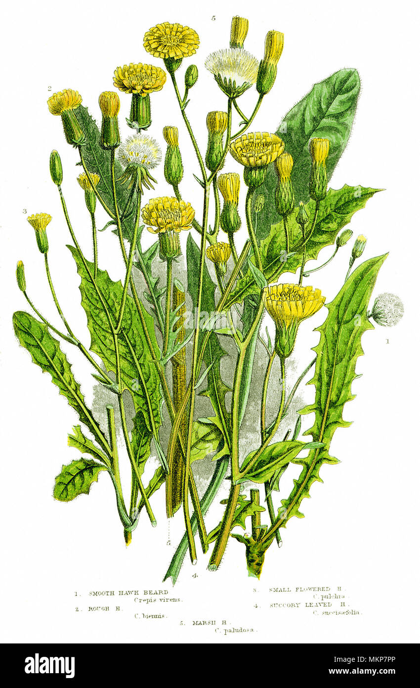 Compound flowers hi-res stock photography and images - Alamy