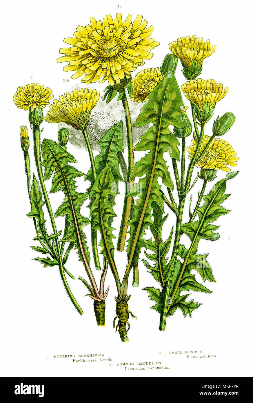 Assorted Compound Flowers Stock Photo - Alamy