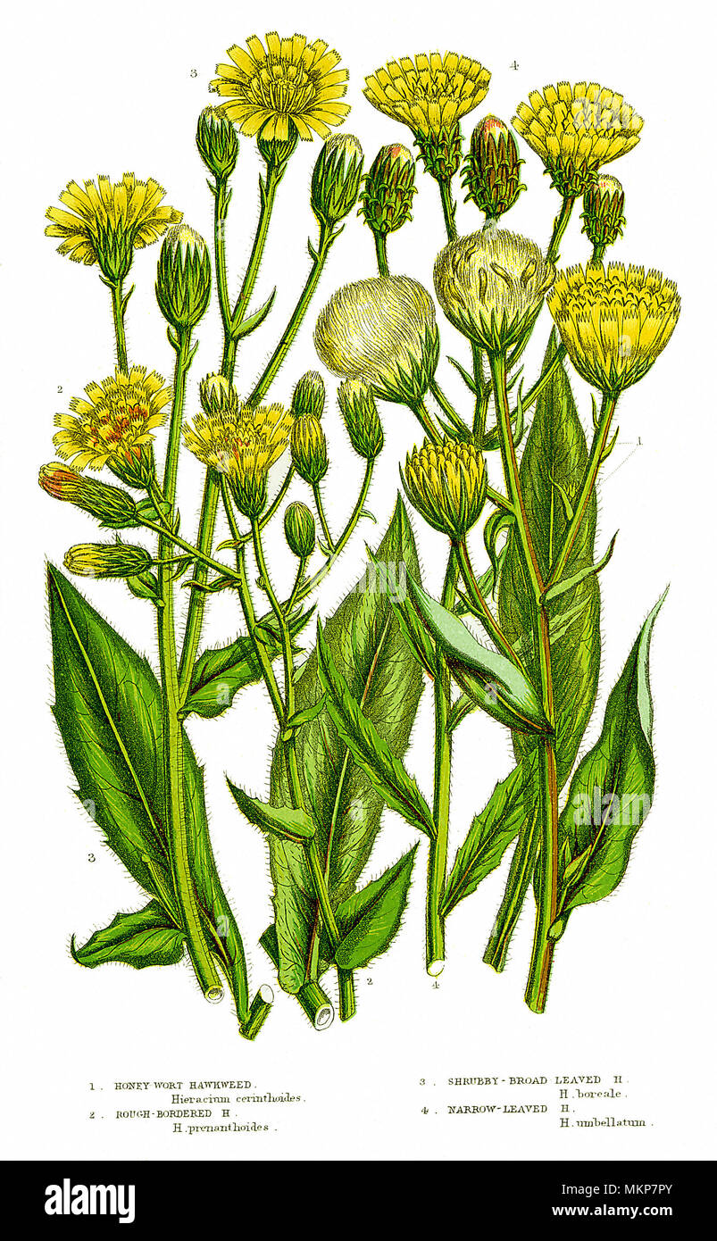 Assorted Compound Flowers, Hawkweeds Stock Photo - Alamy