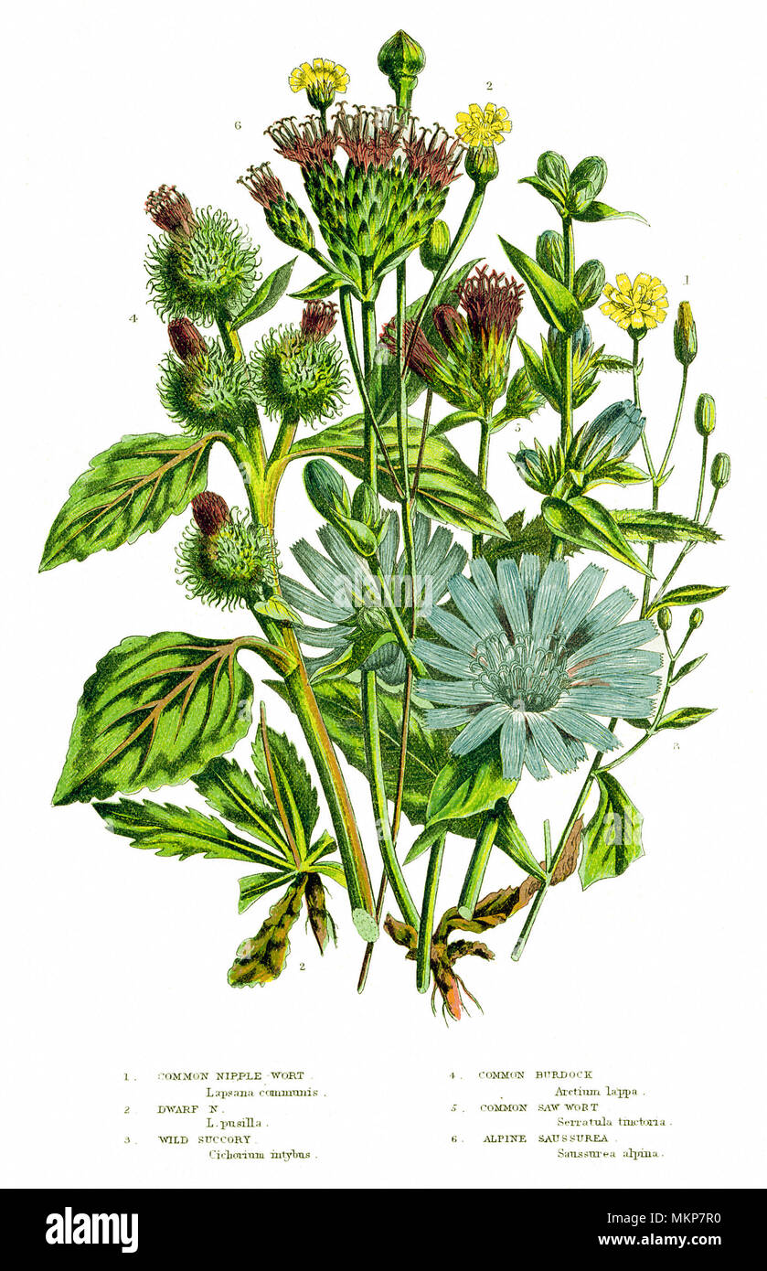 Assorted Compound Flowers Stock Photo - Alamy