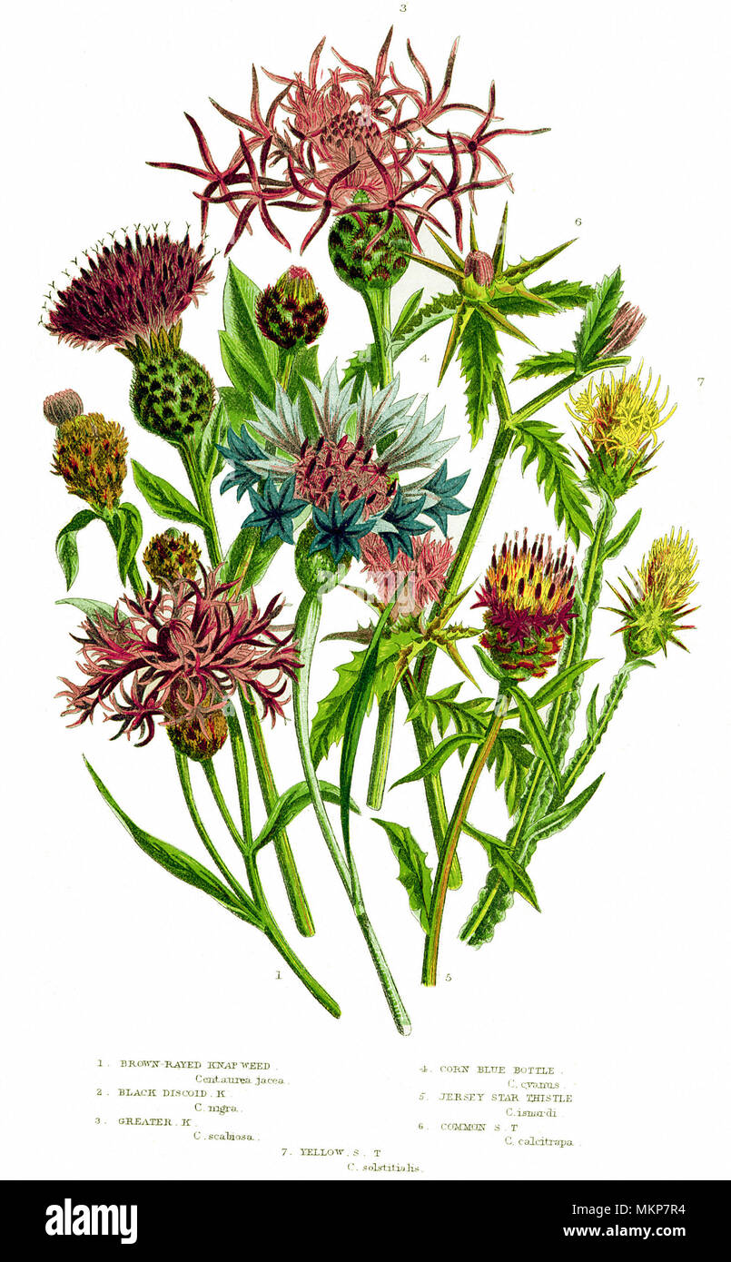 Assorted Compound Flowers, Thistles Stock Photo - Alamy