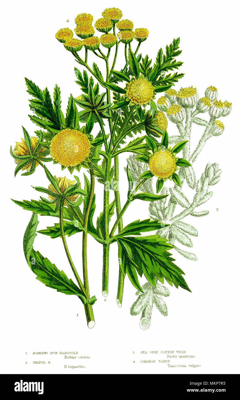 Assorted Compound Flowers Stock Photo - Alamy