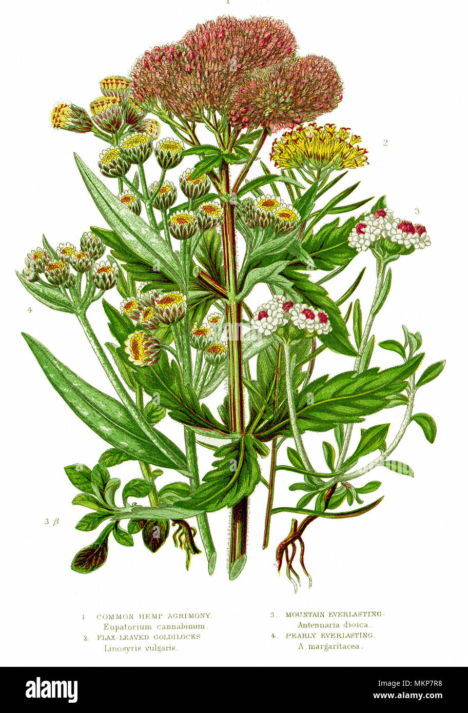 Assorted Compound Flowers Stock Photo - Alamy