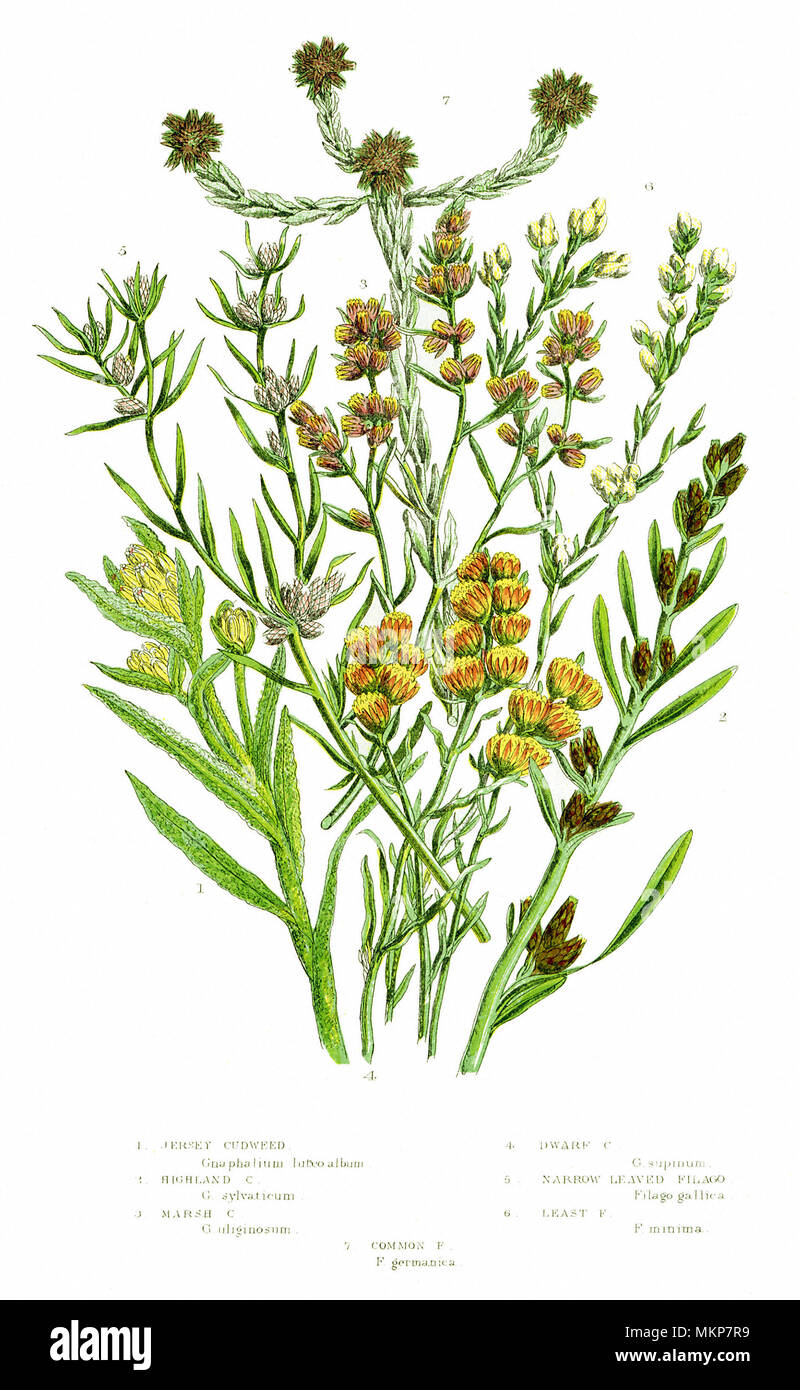 Common Cudweed High Resolution Stock Photography and Images - Alamy