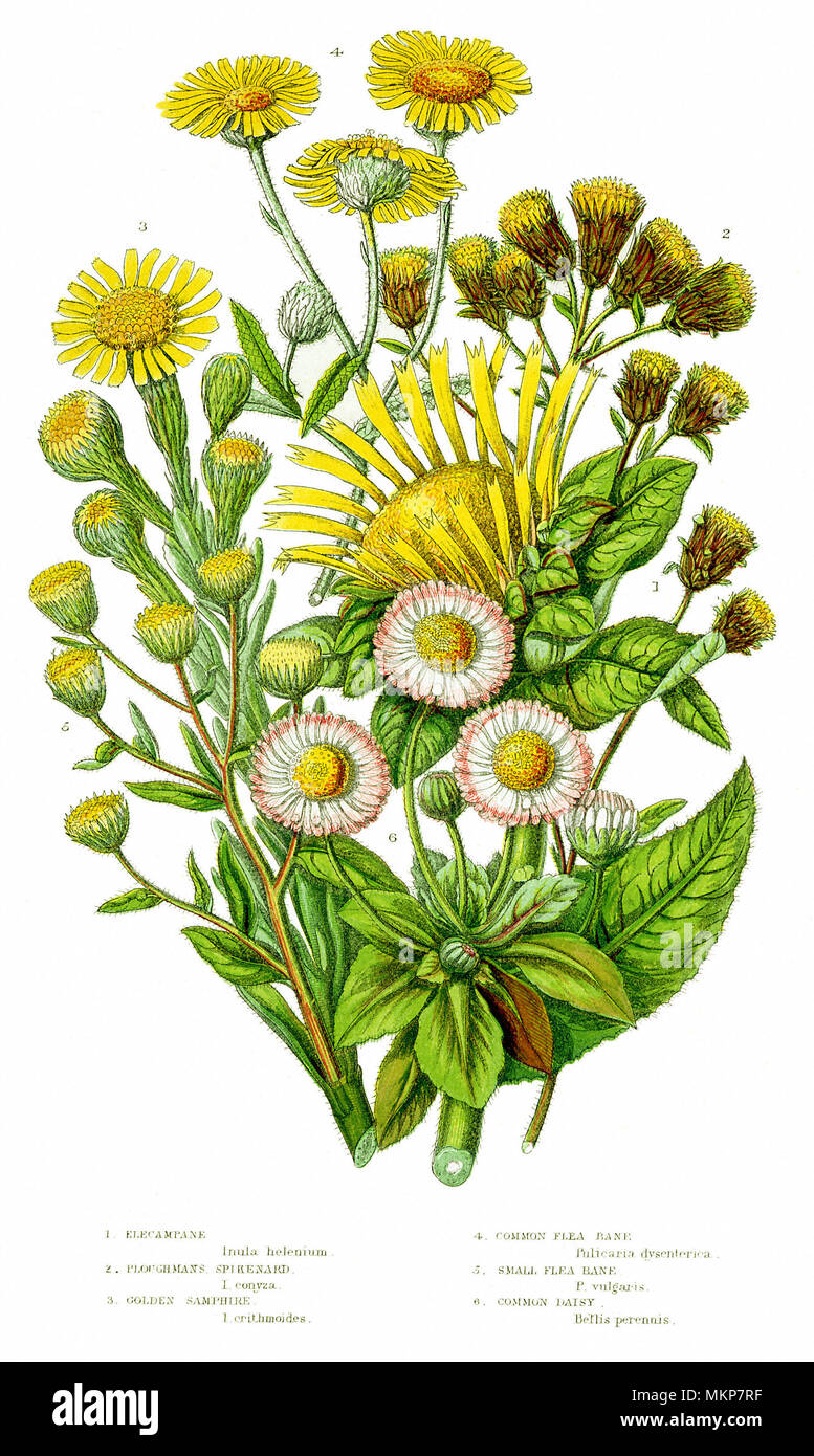 Assorted Compound Flowers Stock Photo - Alamy