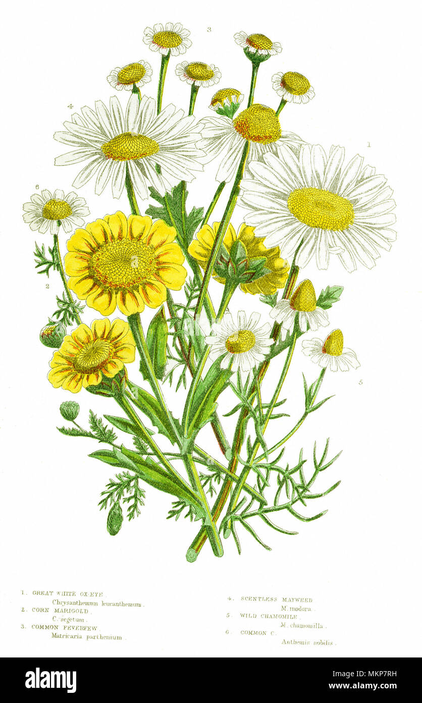 Assorted Compound Flowers Stock Photo - Alamy