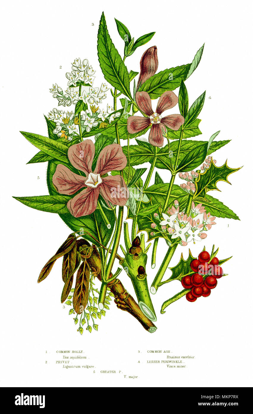 Plants plants Cut Out Stock Images & Pictures - Alamy