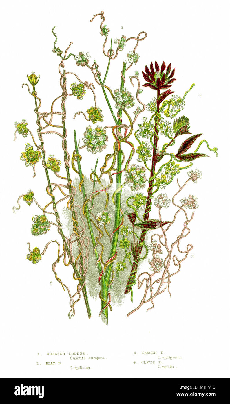 Flax dodder hi-res stock photography and images - Alamy