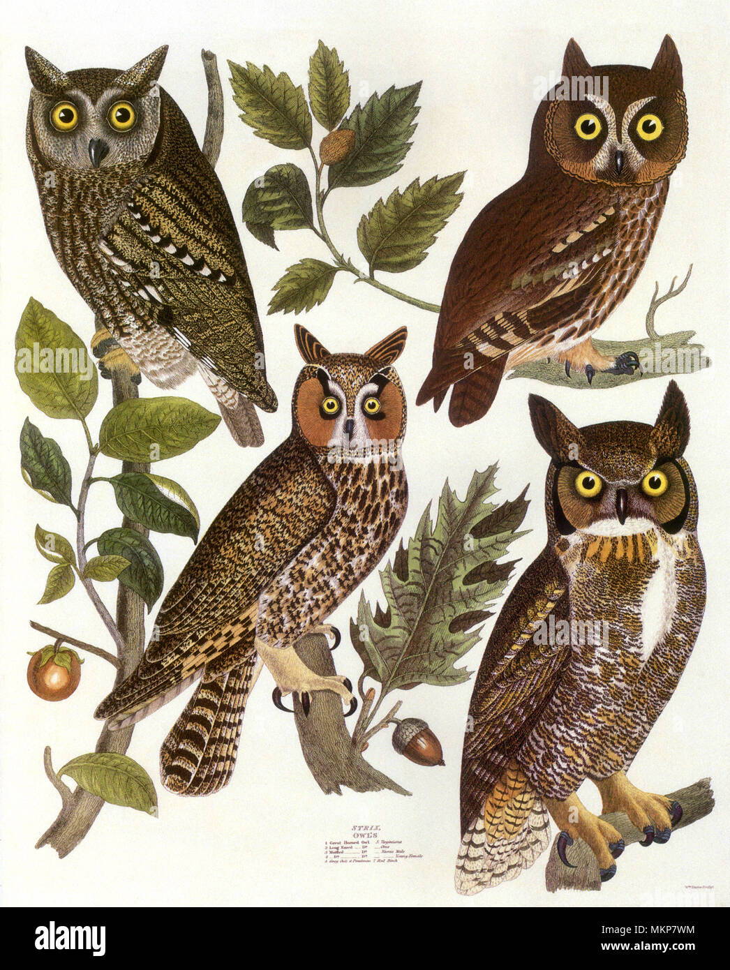 American wildlife art hi-res stock photography and images - Alamy