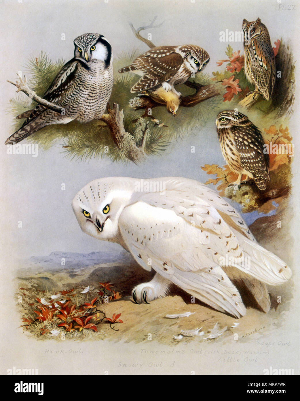 Eurasian art hi-res stock photography and images - Alamy