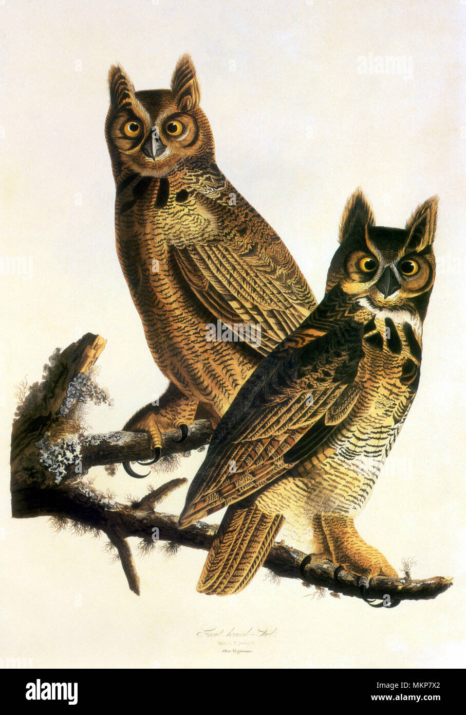 Great Horned Owl (Bubo virginianus Stock Photo - Alamy