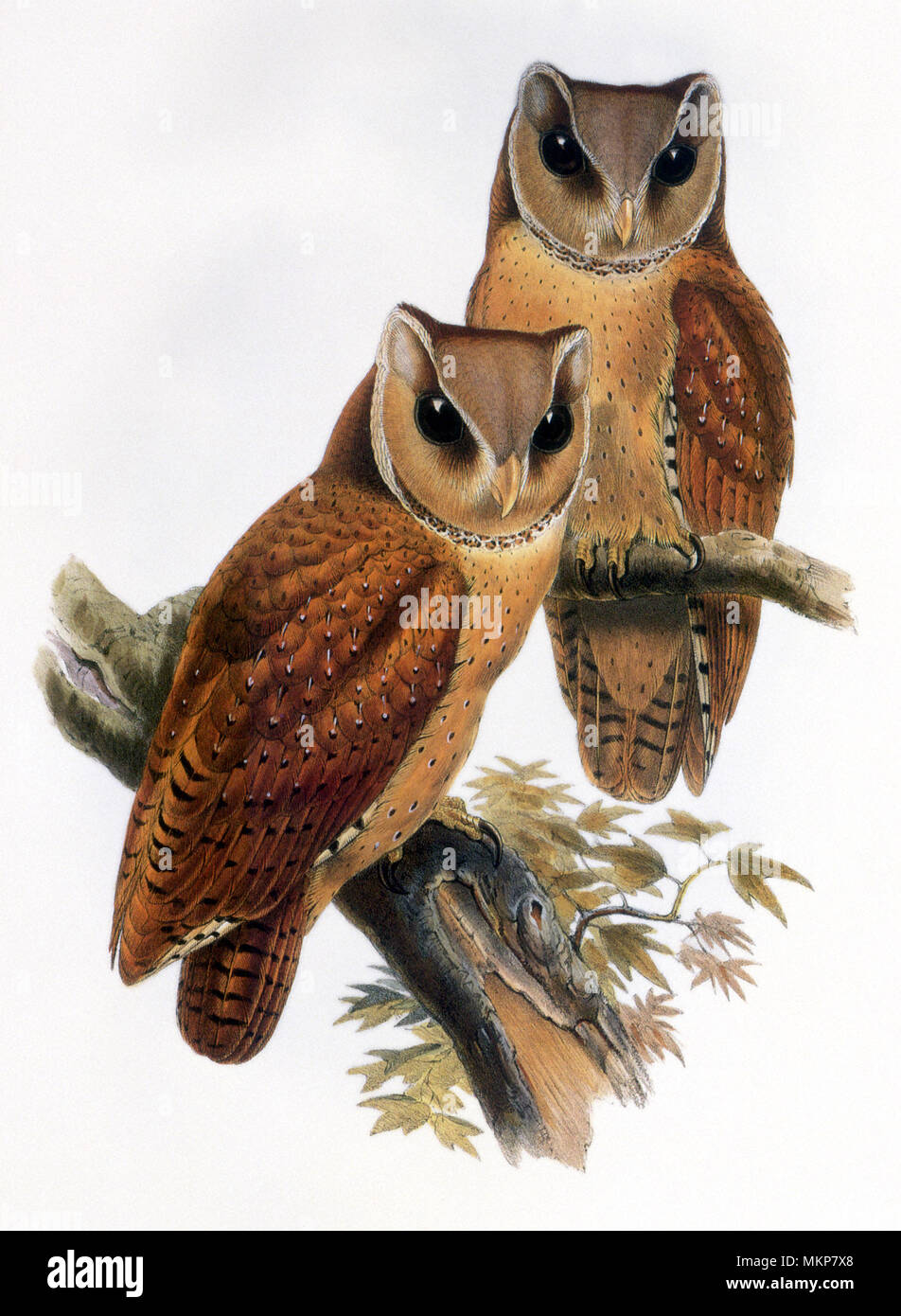 Barn owl tree art hi-res stock photography and images - Alamy