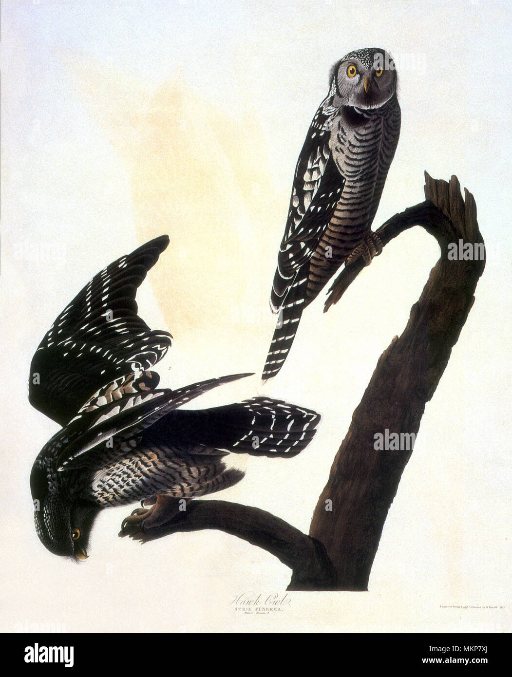 Two hawk owls perched hi-res stock photography and images - Alamy