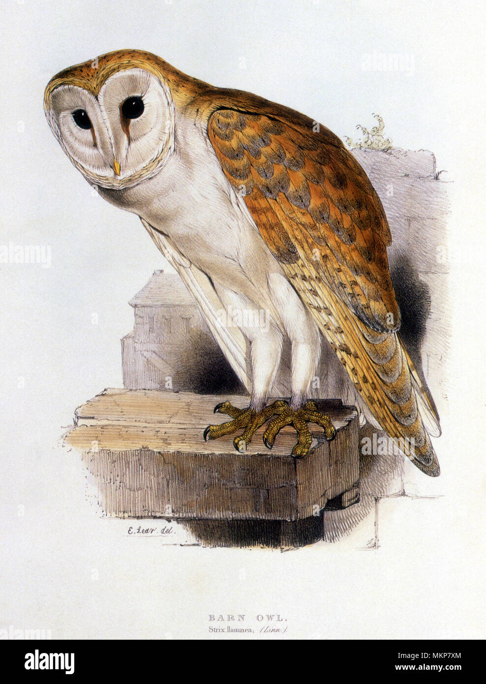 Barn Owl (Tyto alba alba Stock Photo - Alamy Barn Owl (Tyto alba alba Stock Photo - Alamy