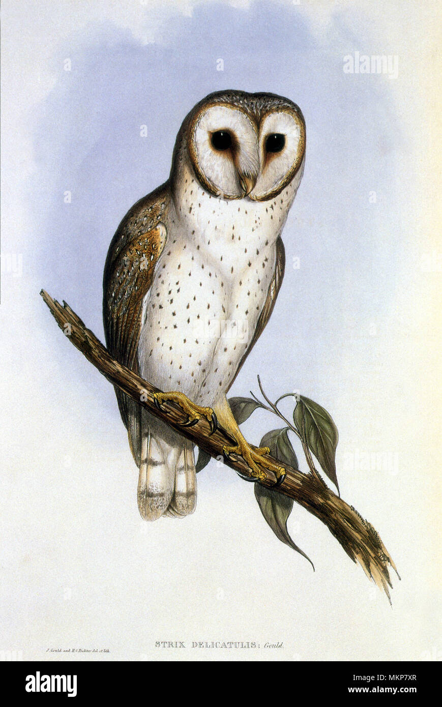 Delicate animals hi-res stock photography and images - Alamy